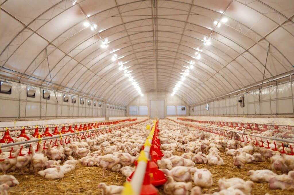 Designing a Profitable Poultry Farm Setup - Lari Poultry Farm