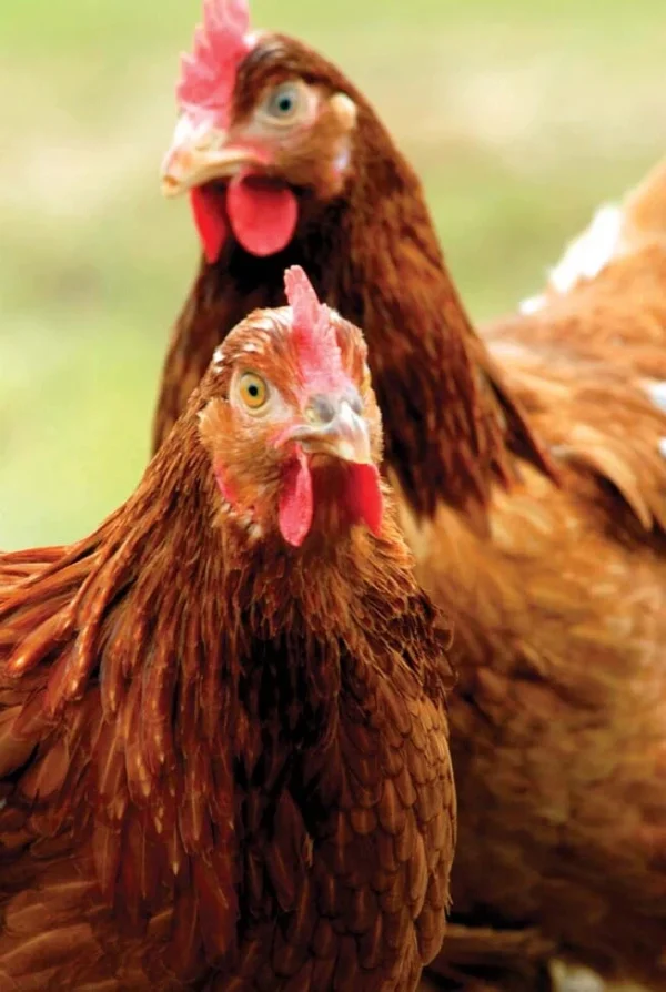 Quality Ex-Layer Chicken – Lari Poultry Farm
