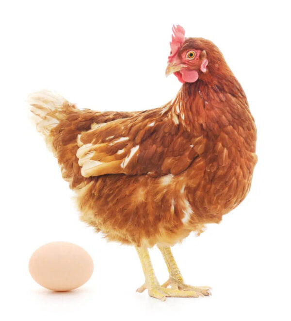 Quality Layers Chicken – Lari Poultry Farm
