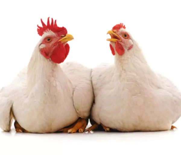 Quality Broiler Chickens – Lari Poultry Farm
